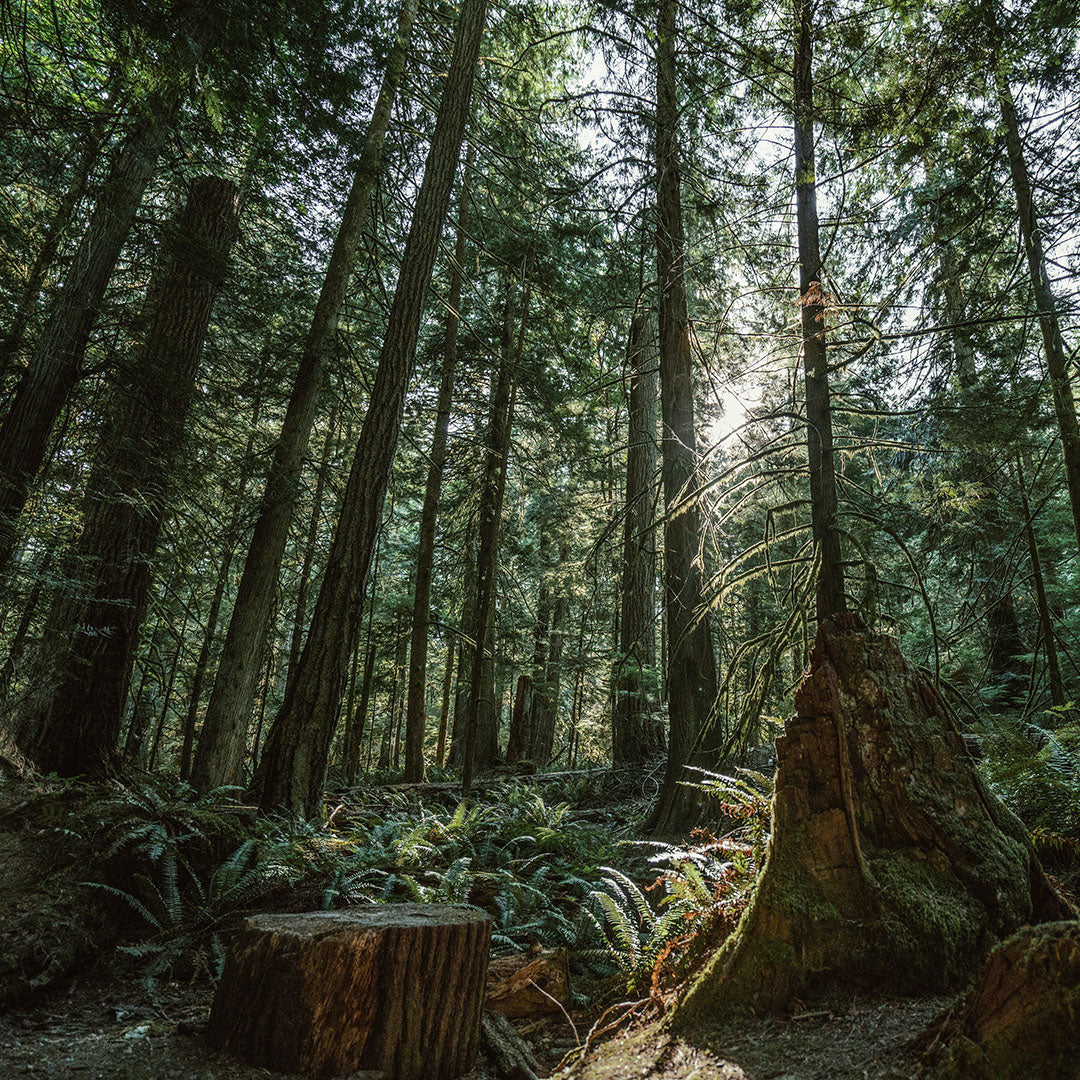 Environmentalism Part IV: Our Forests – globalwarmingwear